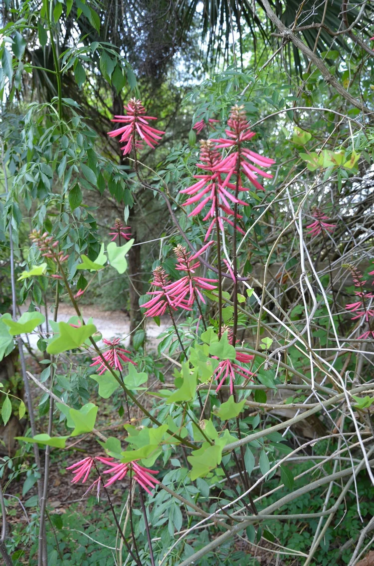 Fiddlewood - Citharexylum spinosum — Florida Native Plants Nursery ...