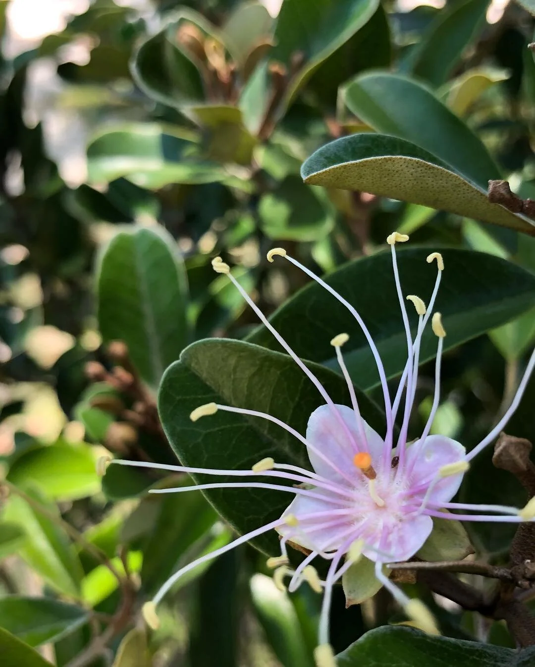Firebush — Florida Native Plants Nursery & Landscaping