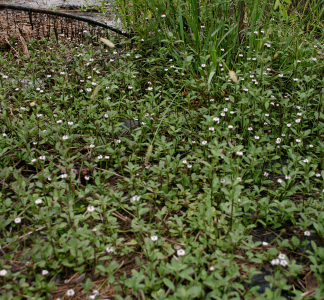 Prostrate Blue Porterweed — Florida Native Plants Nursery & Landscaping