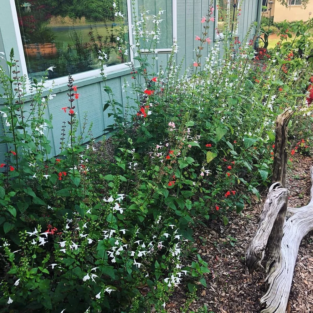 Orange Geiger, Cordia sebestena — Florida Native Plants Nursery ...