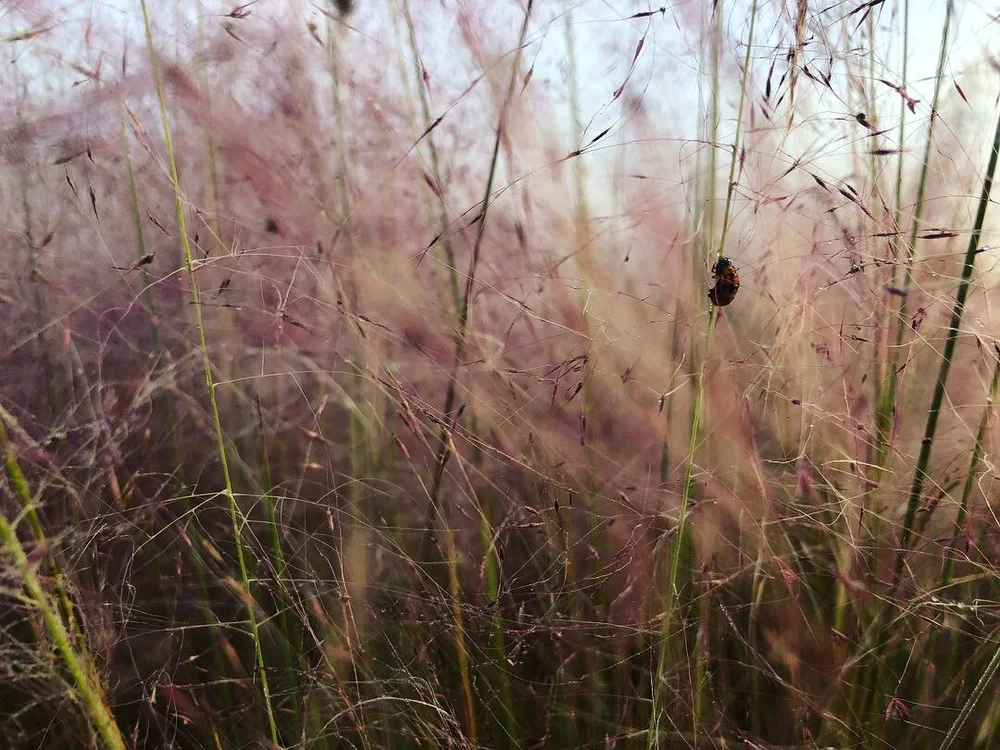 Dwarf Fakahatchee Grass — Florida Native Plants Nursery & Landscaping