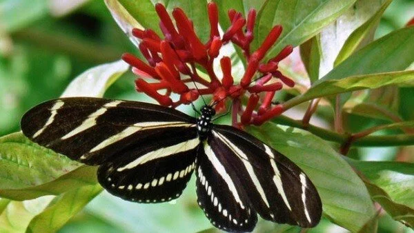 Orange Geiger, Cordia sebestena — Florida Native Plants Nursery ...
