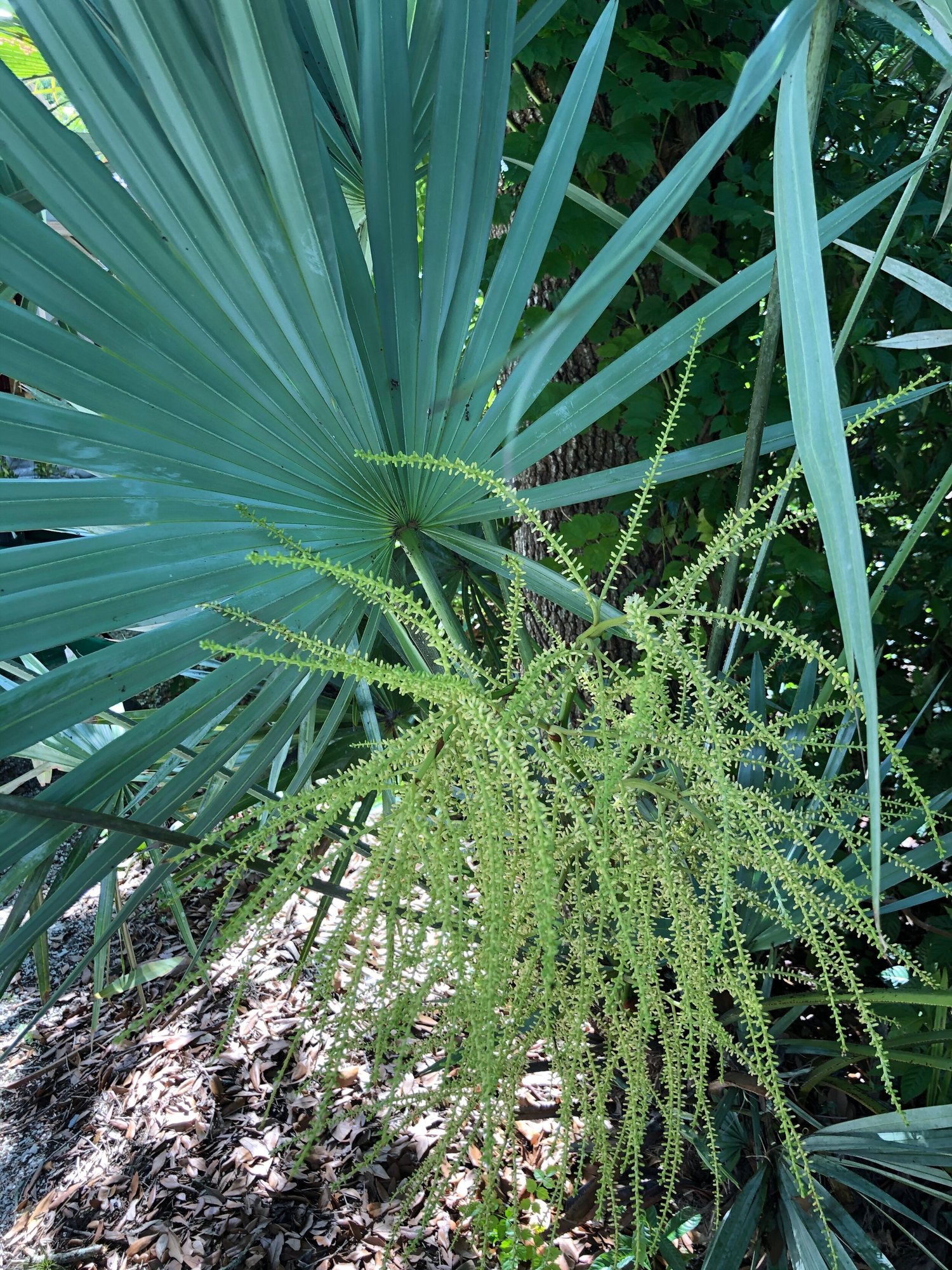 Coontie - Zamia integrifolia — Florida Native Plants Nursery & Landscaping
