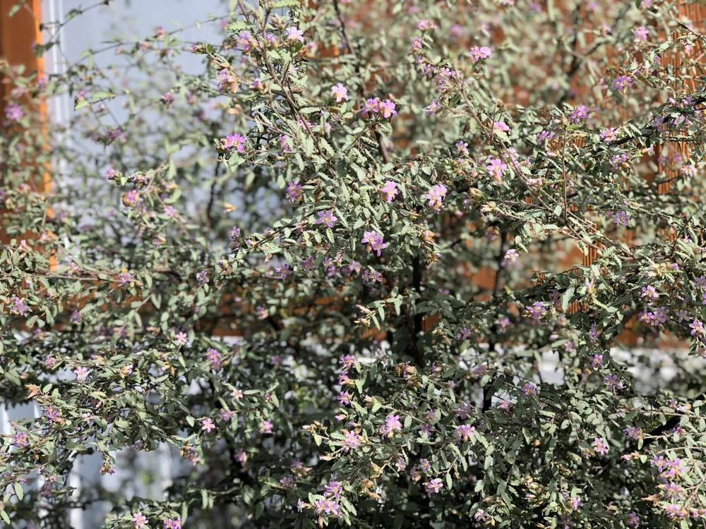 Jamaican Caper — Florida Native Plants Nursery & Landscaping