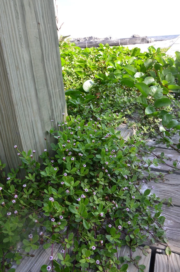 Prostrate Blue Porterweed — Florida Native Plants Nursery & Landscaping