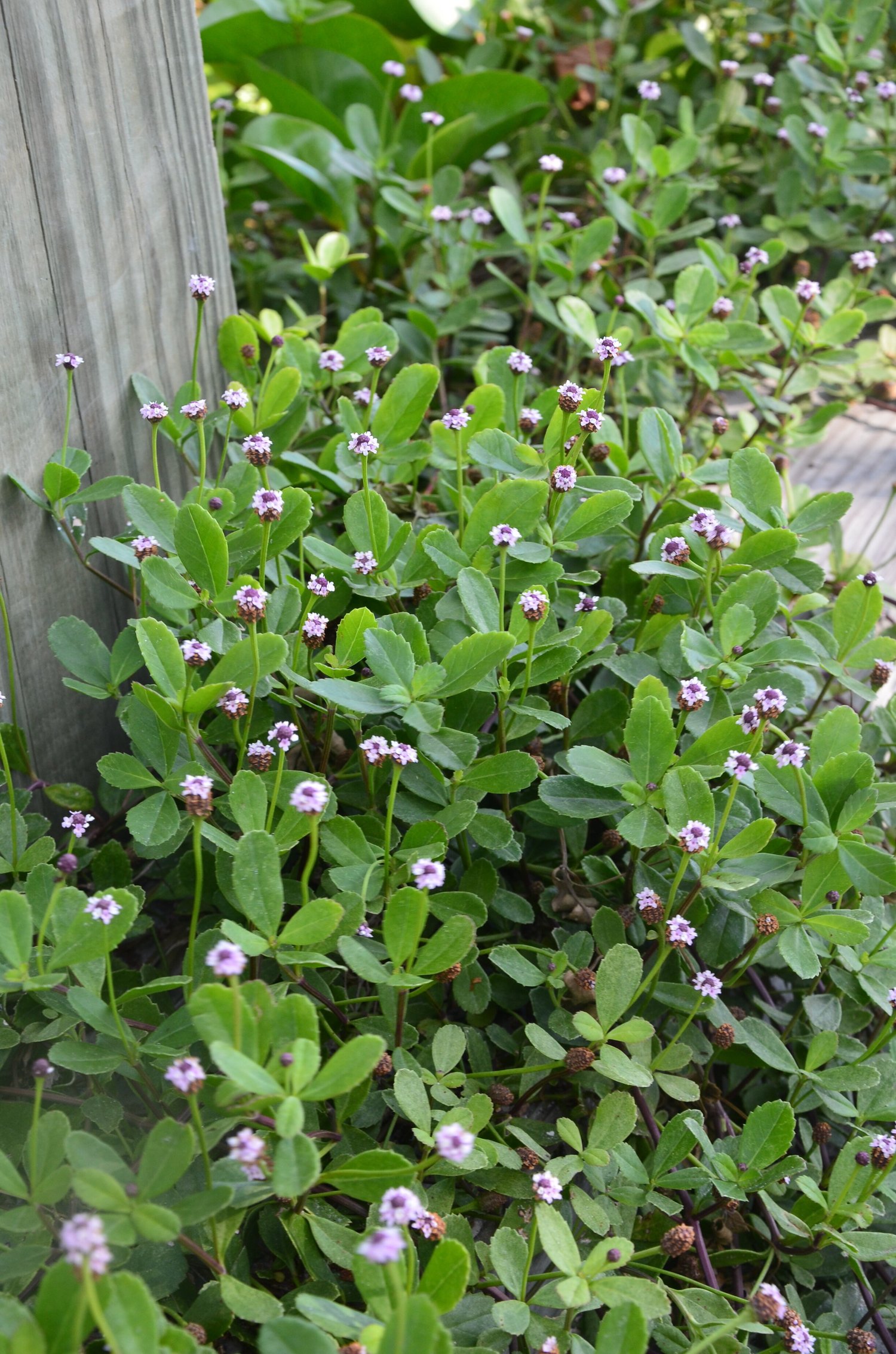 Prostrate Blue Porterweed — Florida Native Plants Nursery & Landscaping