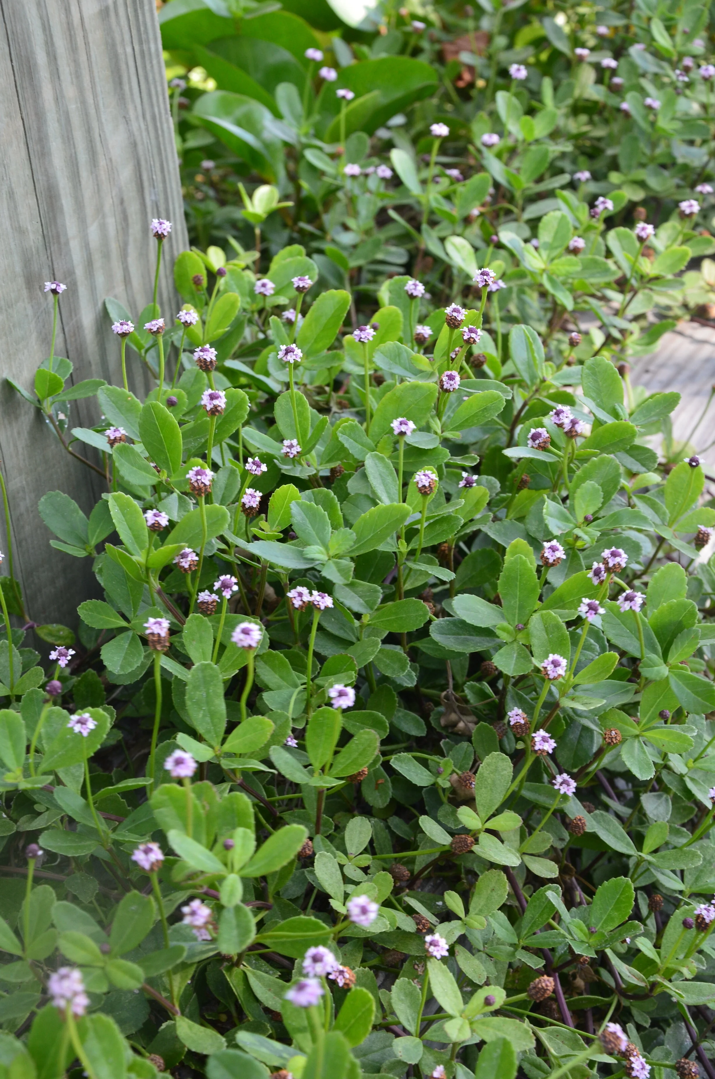 Prostrate Blue Porterweed — Florida Native Plants Nursery & Landscaping