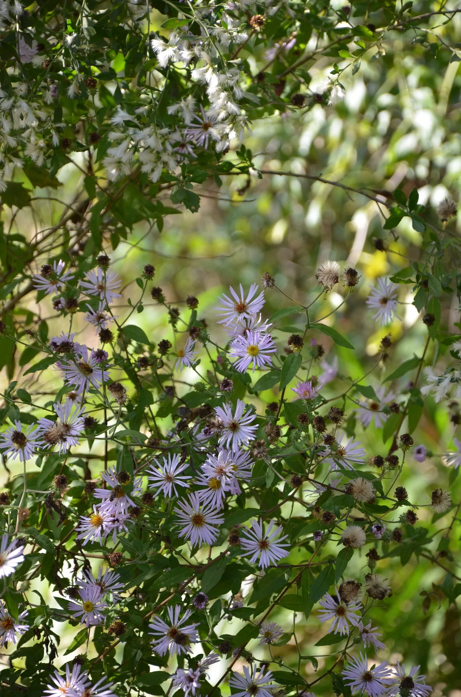 Beautyberry — Florida Native Plants Nursery & Landscaping
