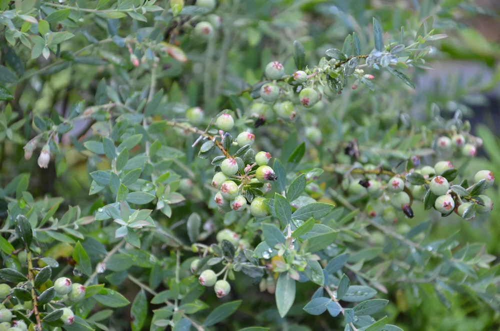 Calusa Firebush - Hamelia patens var. ‘Calusa’ — Florida Native Plants ...