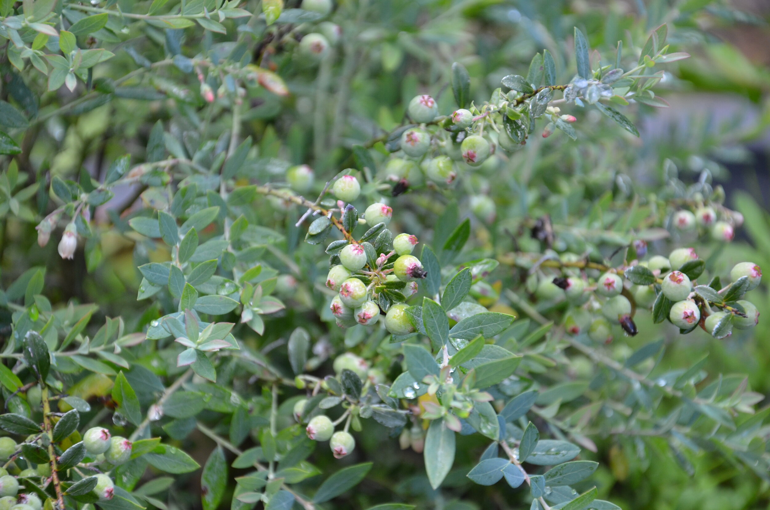 Calusa Firebush - Hamelia patens var. ‘Calusa’ — Florida Native Plants ...