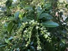 Bahama Strongbark — Florida Native Plants Nursery & Landscaping