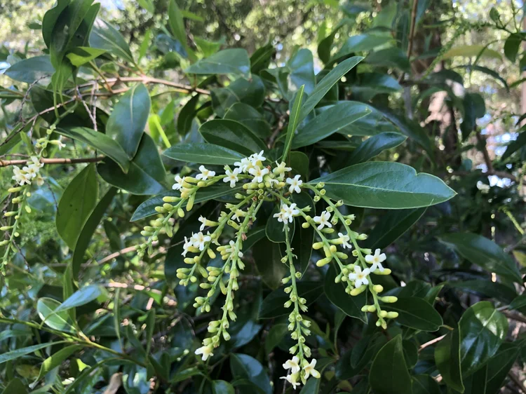 Simpson Stopper Myrcianthes fragrans — Florida Native Plants Nursery ...