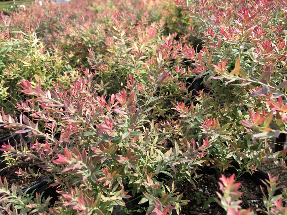 Calusa Firebush - Hamelia patens var. ‘Calusa’ — Florida Native Plants ...