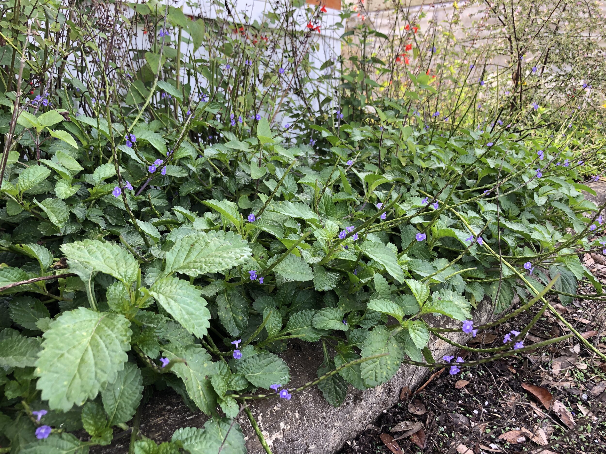 Tropical Sage - Salvia coccinea — Florida Native Plants Nursery ...