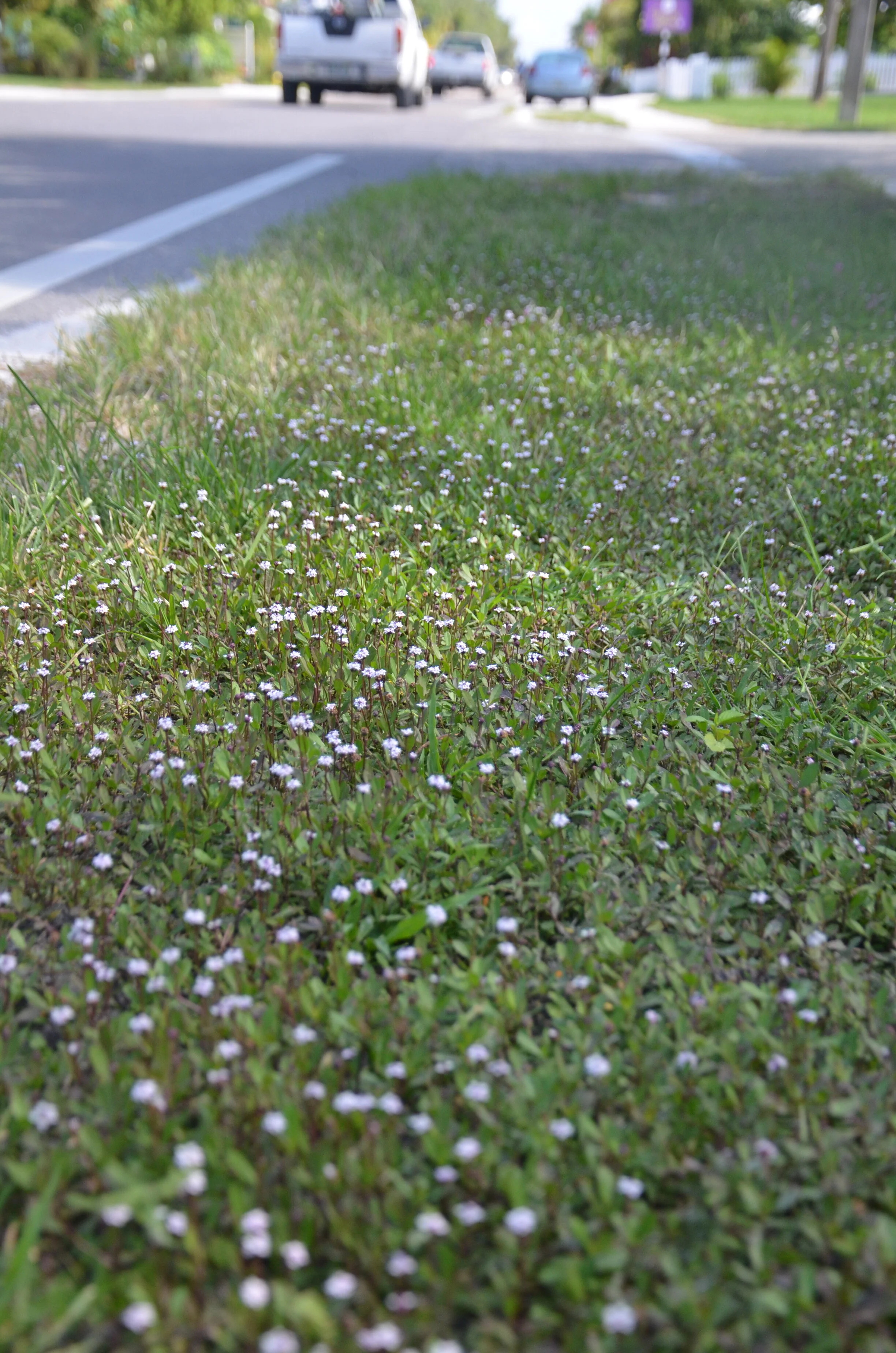 Prostrate Blue Porterweed — Florida Native Plants Nursery & Landscaping