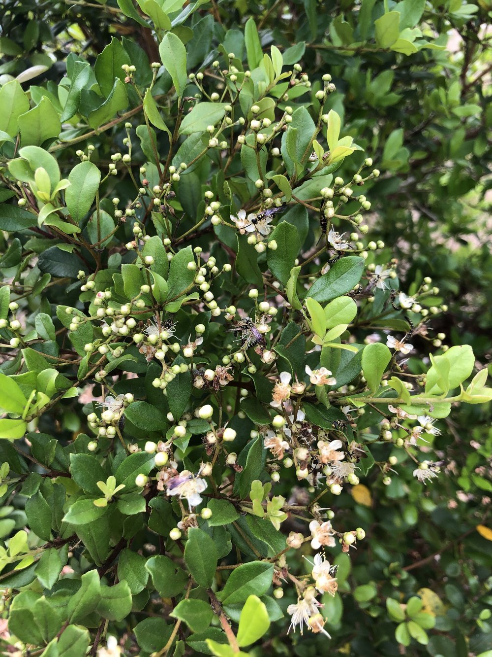 Green Buttonwood - Conocarpus erectus — Florida Native Plants Nursery & Landscaping