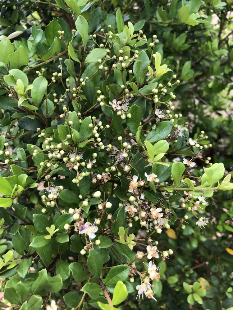 Bahama Strongbark — Florida Native Plants Nursery & Landscaping