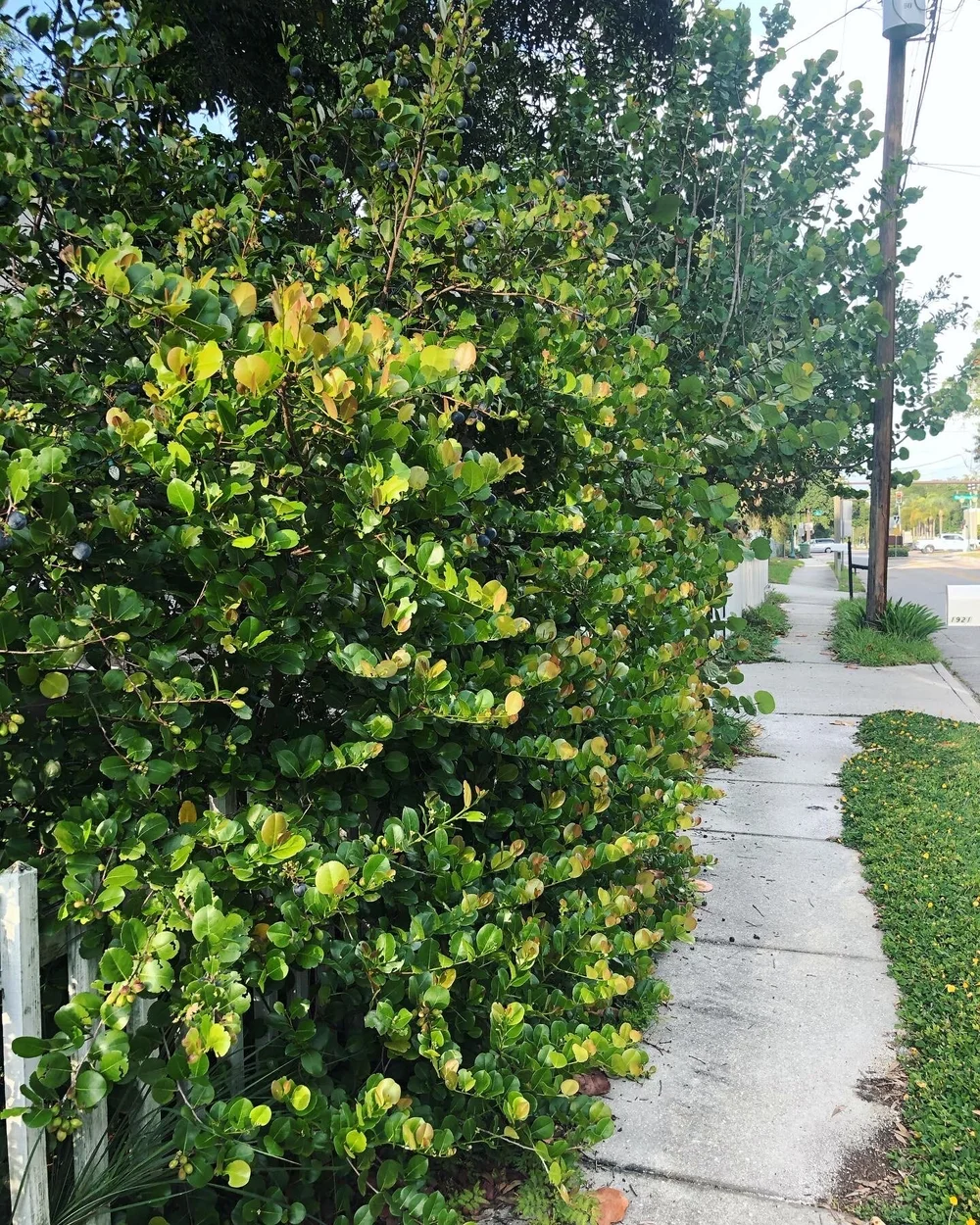 Green Buttonwood - Conocarpus erectus — Florida Native Plants Nursery & Landscaping