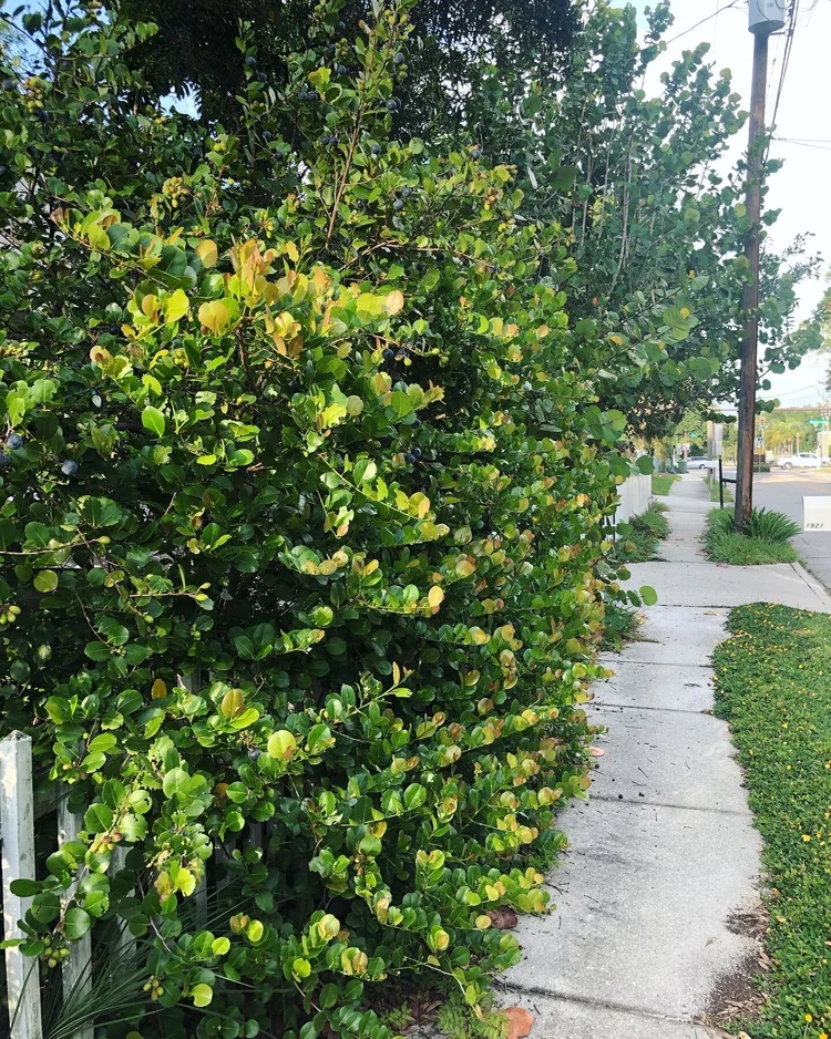 Southern Bayberry - Wax Myrtle - Myrica cerifera — Florida Native ...