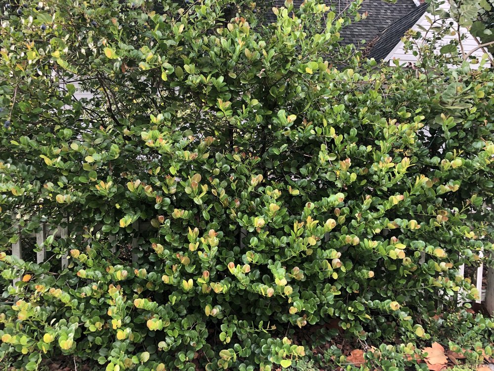 Simpson Stopper Myrcianthes fragrans — Florida Native Plants Nursery ...