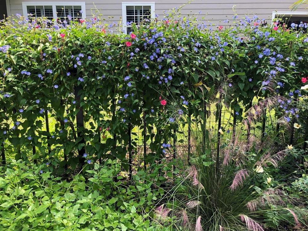Railroad Vine - Ipomoea pes-caprae — Florida Native Plants Nursery ...