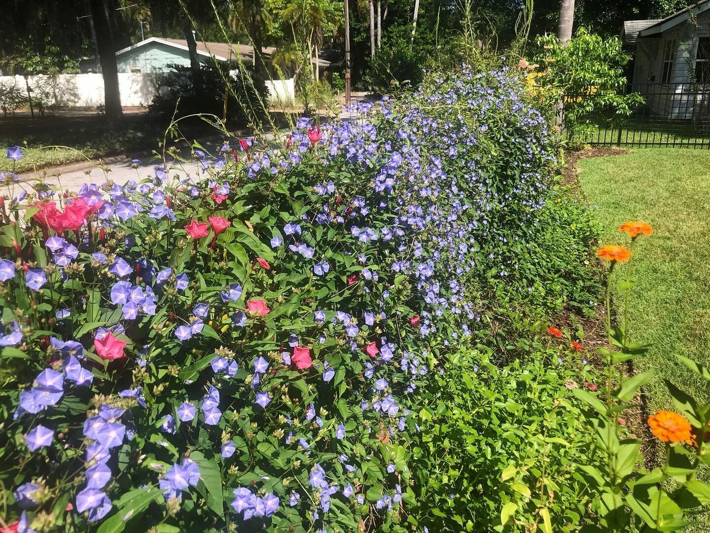 Railroad Vine - Ipomoea pes-caprae — Florida Native Plants Nursery ...