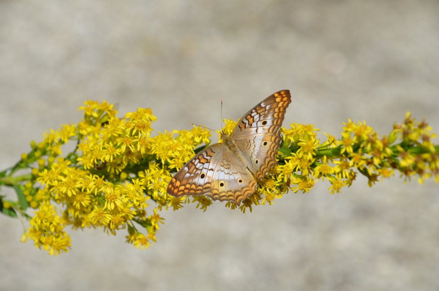 Beach Dune Sunflower - Helianthus debilis ‘vestitus’ — Florida Native ...