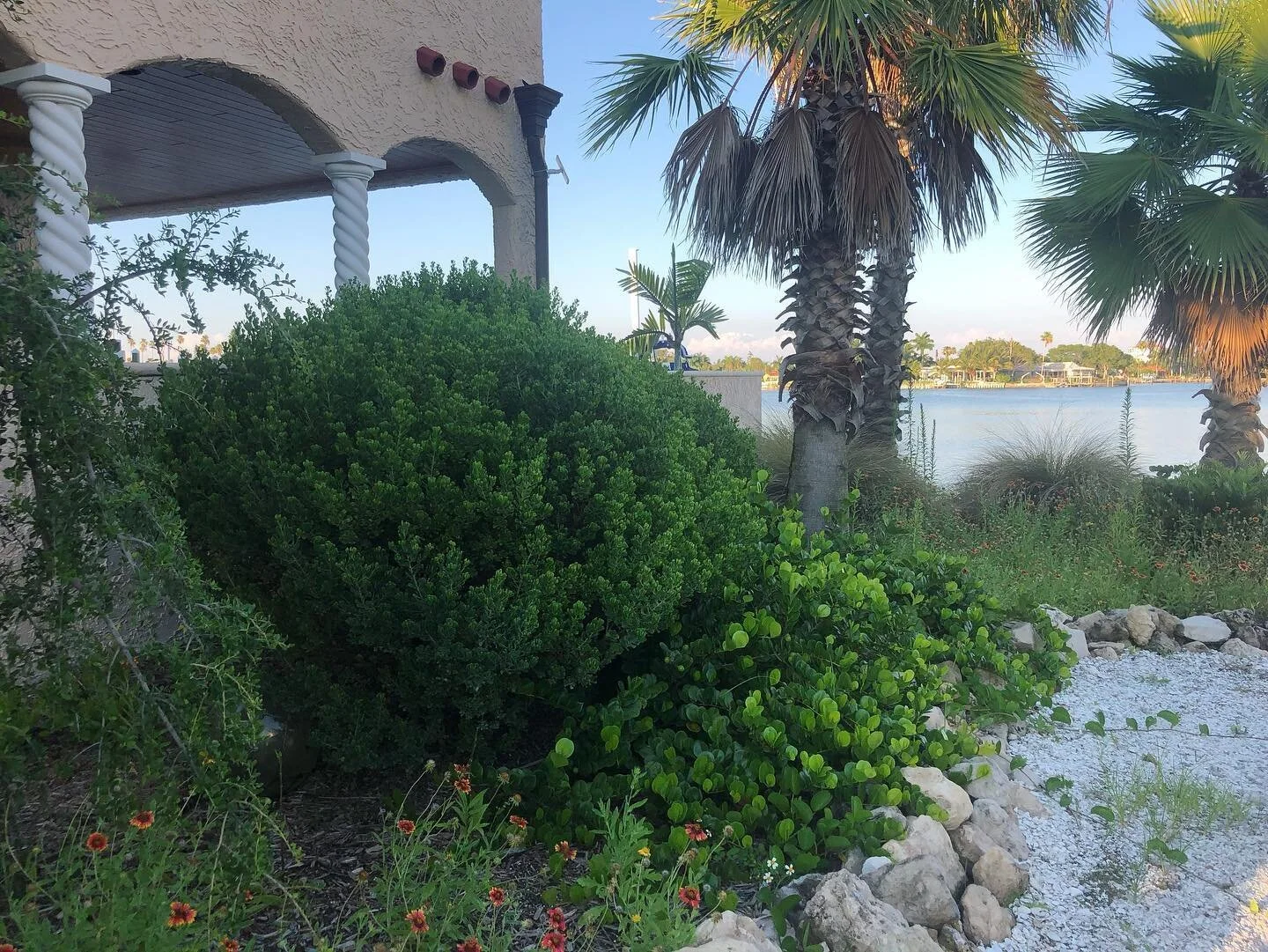 Darrow's Blueberry — Florida Native Plants Nursery & Landscaping