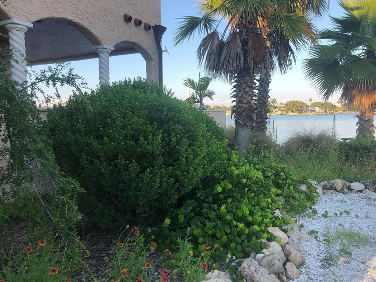 Dwarf Yaupon Holly, Ilex vomitoria 'Schillings Dwarf' — Florida Native ...