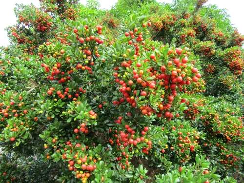 Marlberry — Florida Native Plants Nursery & Landscaping