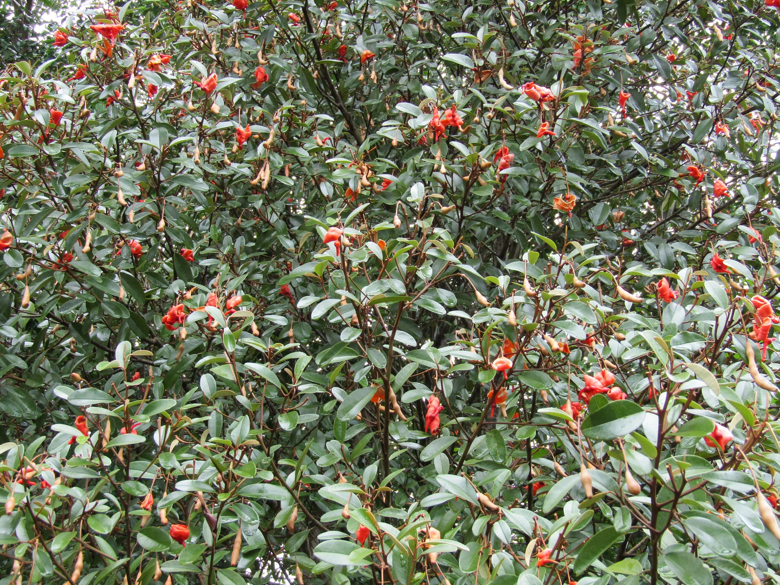 Simpson Stopper Myrcianthes fragrans — Florida Native Plants Nursery ...