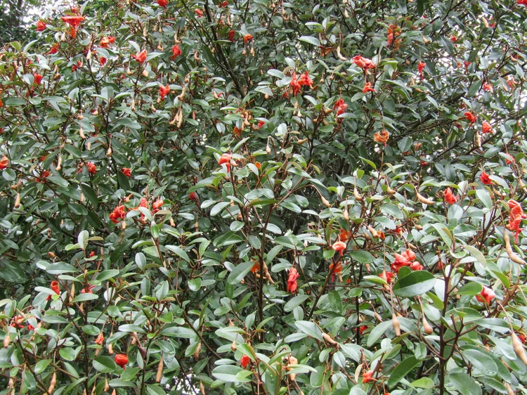 Silver Buttonwood - Conocarpus erectus var. sericeus — Florida Native ...