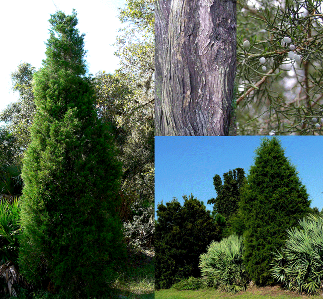 Shop — Florida Native Plants Nursery & Landscaping