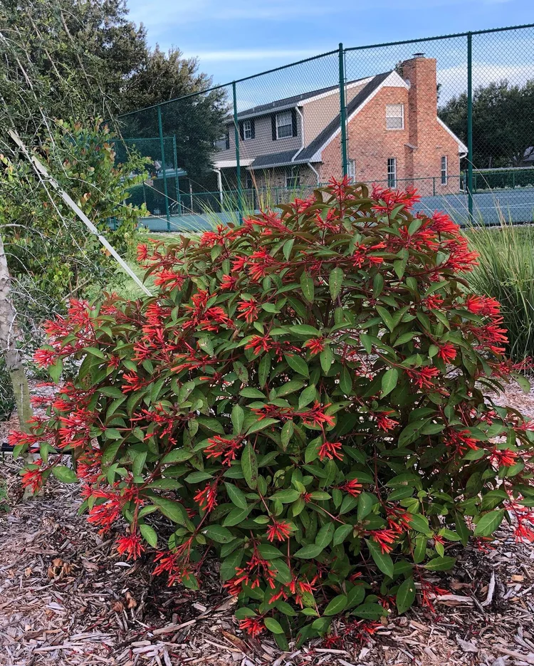 Native Shrubs — Florida Native Plants Nursery & Landscaping
