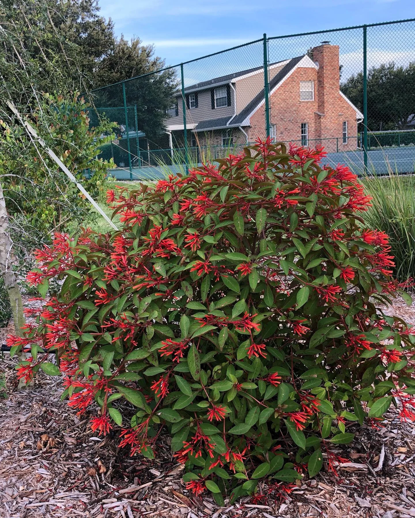 Old-Fashioned Tall Red Penta, Penta lanceolata ‘Ruby Glow’ — Florida ...