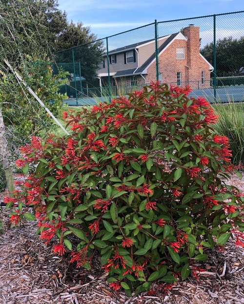 Old-Fashioned Tall Red Penta, Penta lanceolata ‘Ruby Glow’ — Florida ...