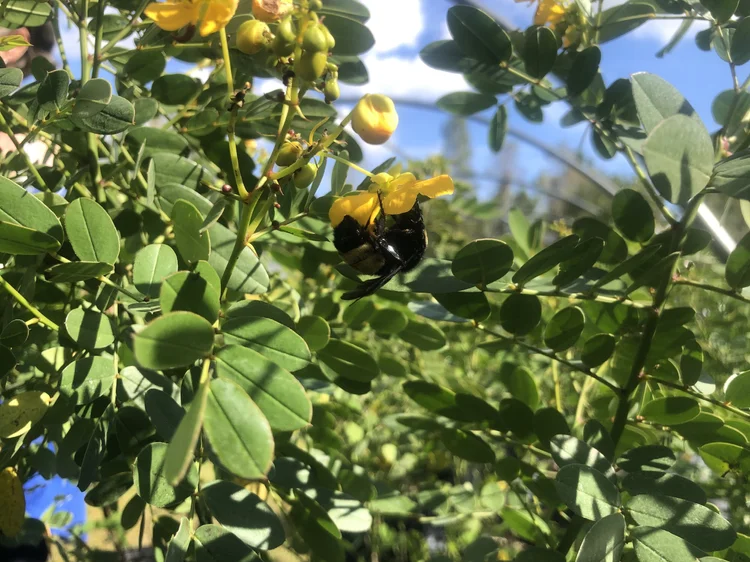 Buttonsage Lantana involucrata — Florida Native Plants Nursery ...