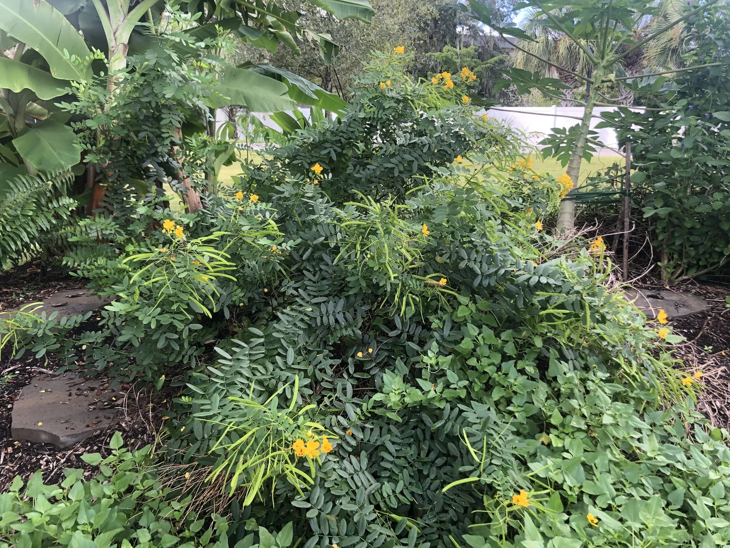 Dwarf Yaupon Holly, Ilex vomitoria 'Schillings Dwarf' — Florida Native ...