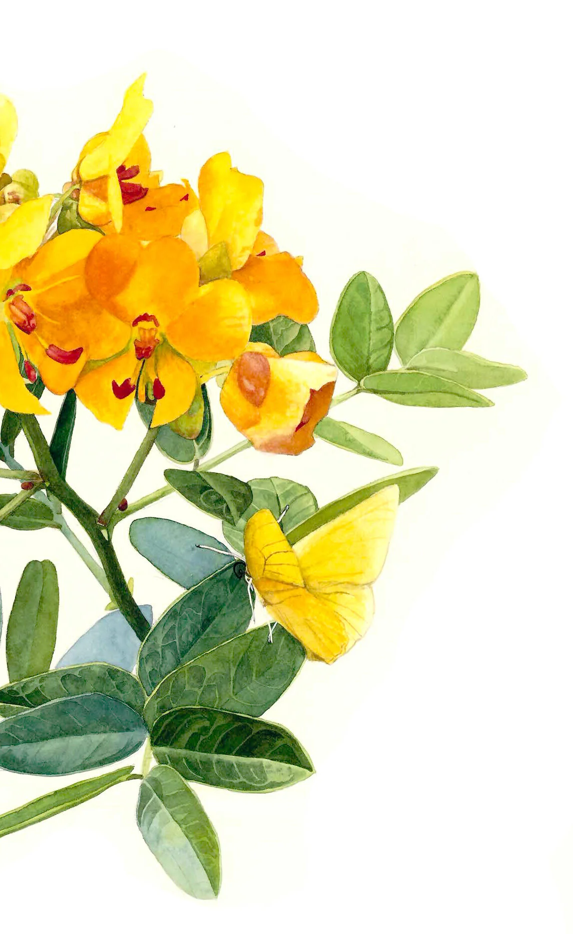 Wildflowers — Florida Native Plants Nursery & Landscaping