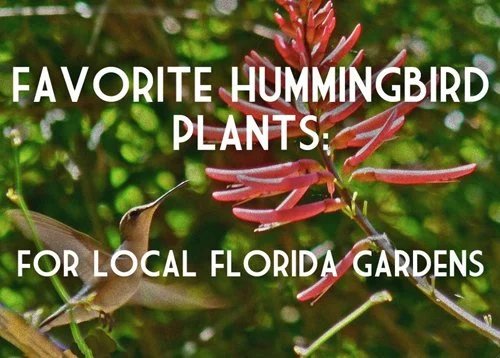 hummingbirds — Blog — Florida Native Plants Nursery & Landscaping