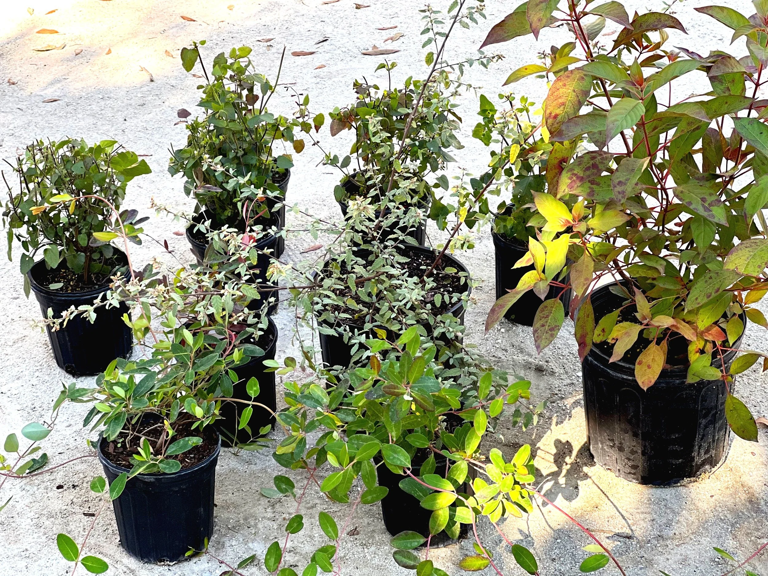 Orange Geiger, Cordia sebestena — Florida Native Plants Nursery ...