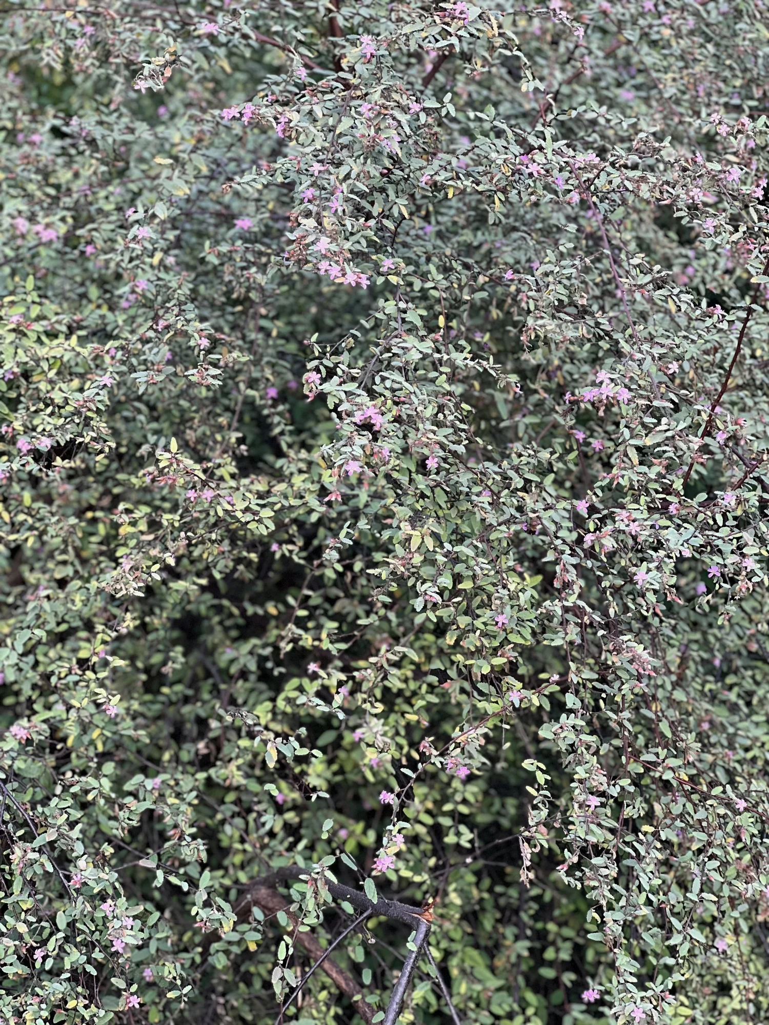 Orange Geiger, Cordia sebestena — Florida Native Plants Nursery ...