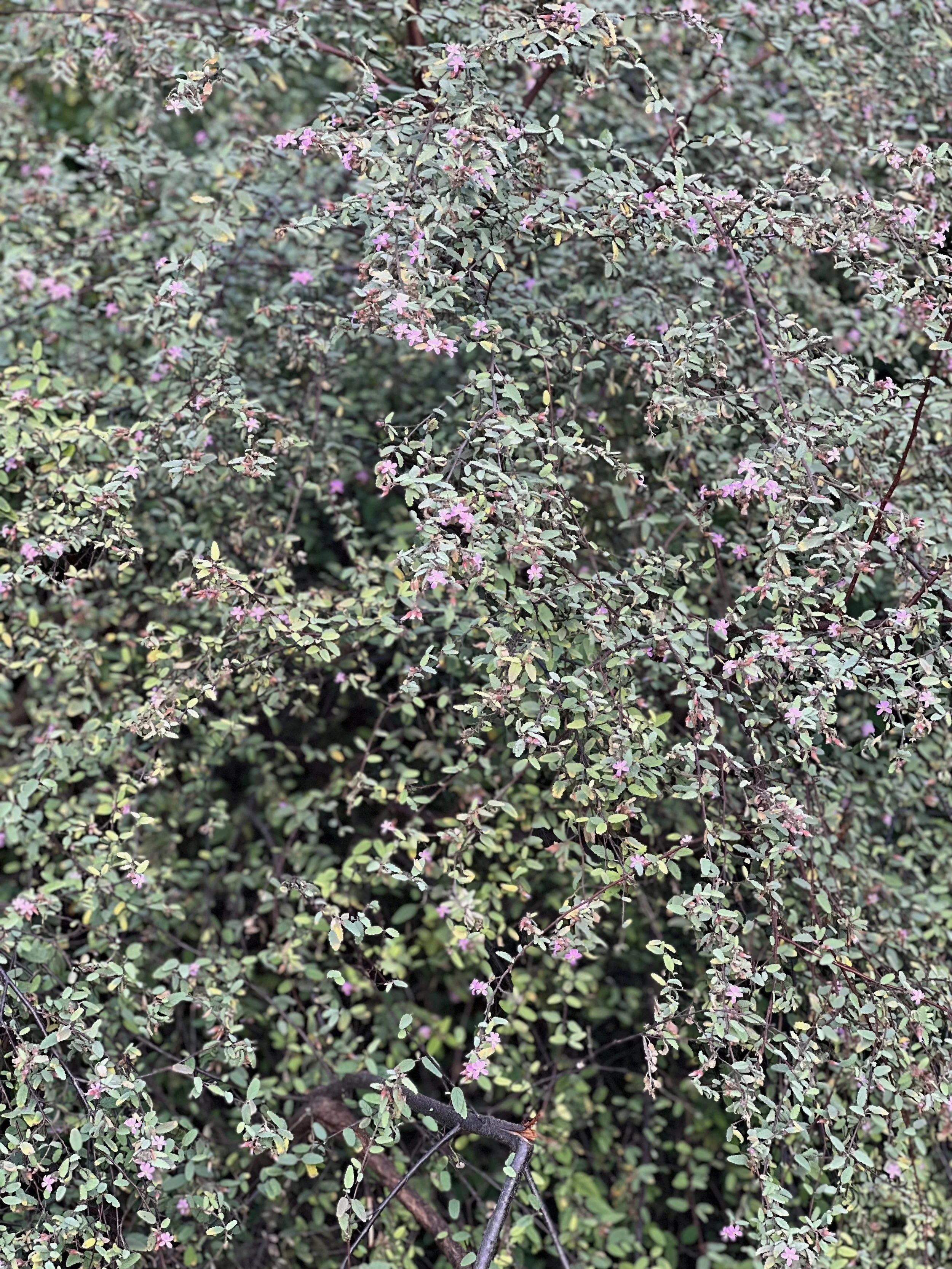 Tropical Sage - Salvia coccinea — Florida Native Plants Nursery ...