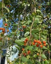 Crossvine, Bignonia capreolata — Florida Native Plants Nursery ...
