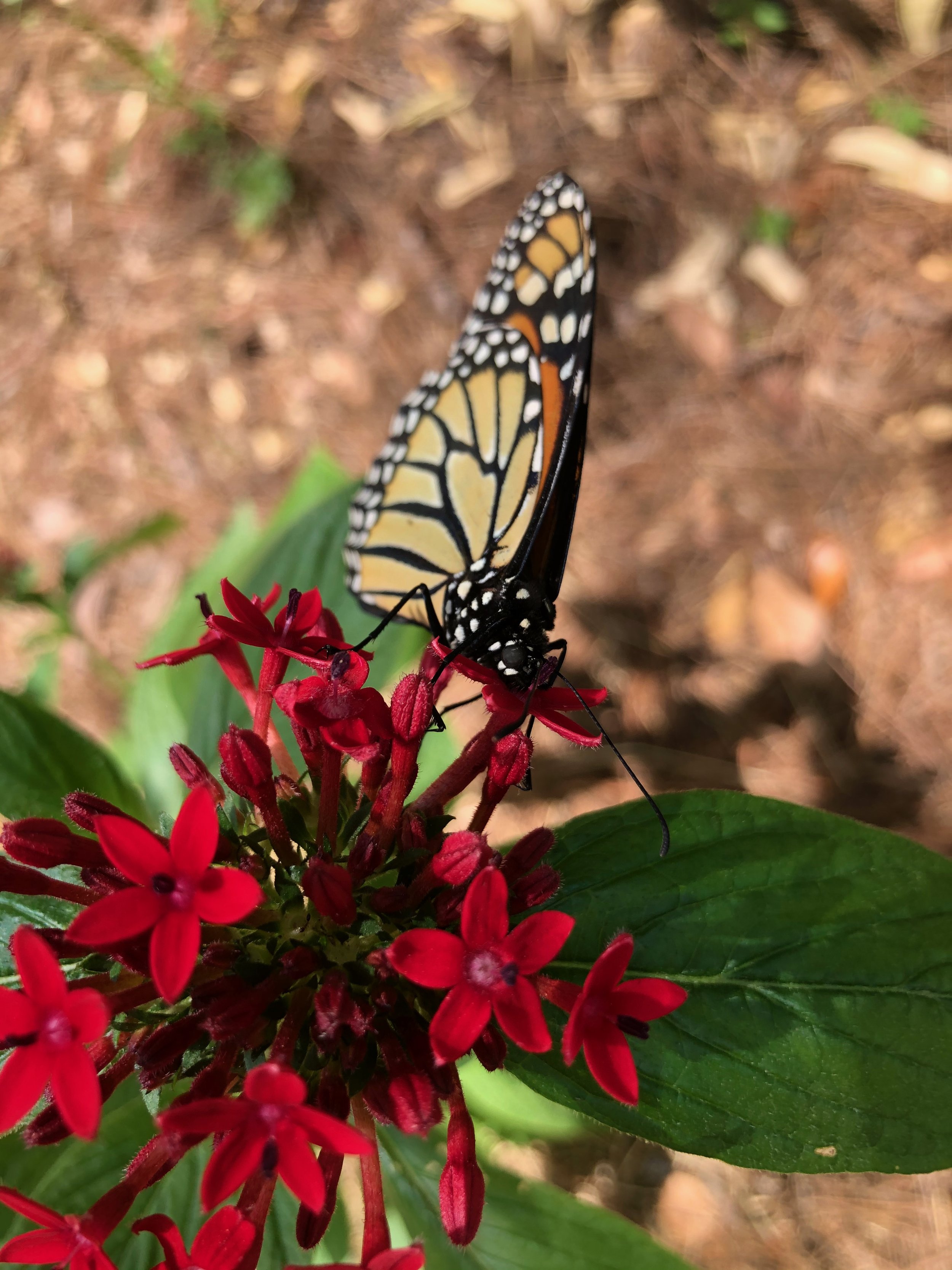 Tropical Sage - Salvia coccinea — Florida Native Plants Nursery ...