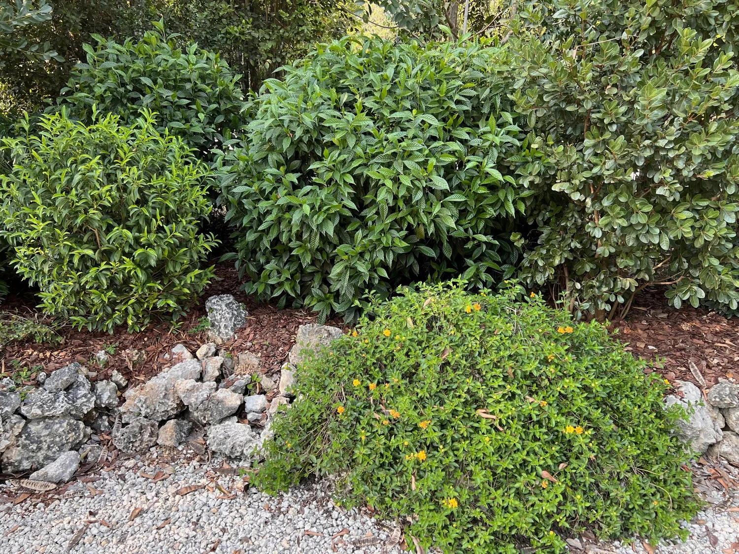 Dwarf Yaupon Holly, Ilex vomitoria 'Schillings Dwarf' — Florida Native ...