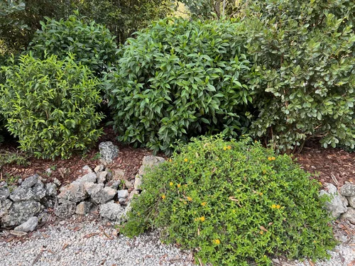 Calusa Firebush - Hamelia patens var. ‘Calusa’ — Florida Native Plants ...