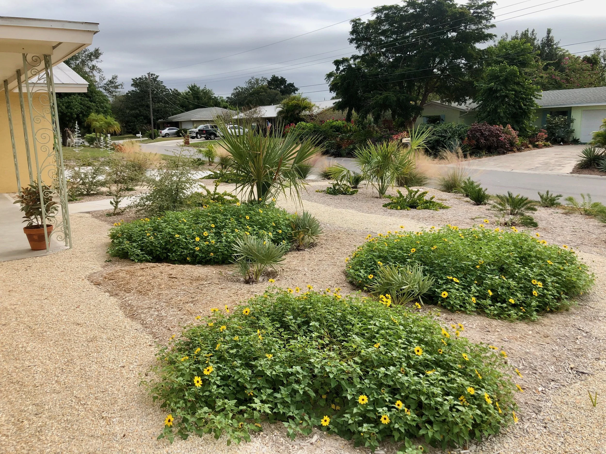 Sunshine Mimosa , Mimosa strigillosa — Florida Native Plants Nursery ...