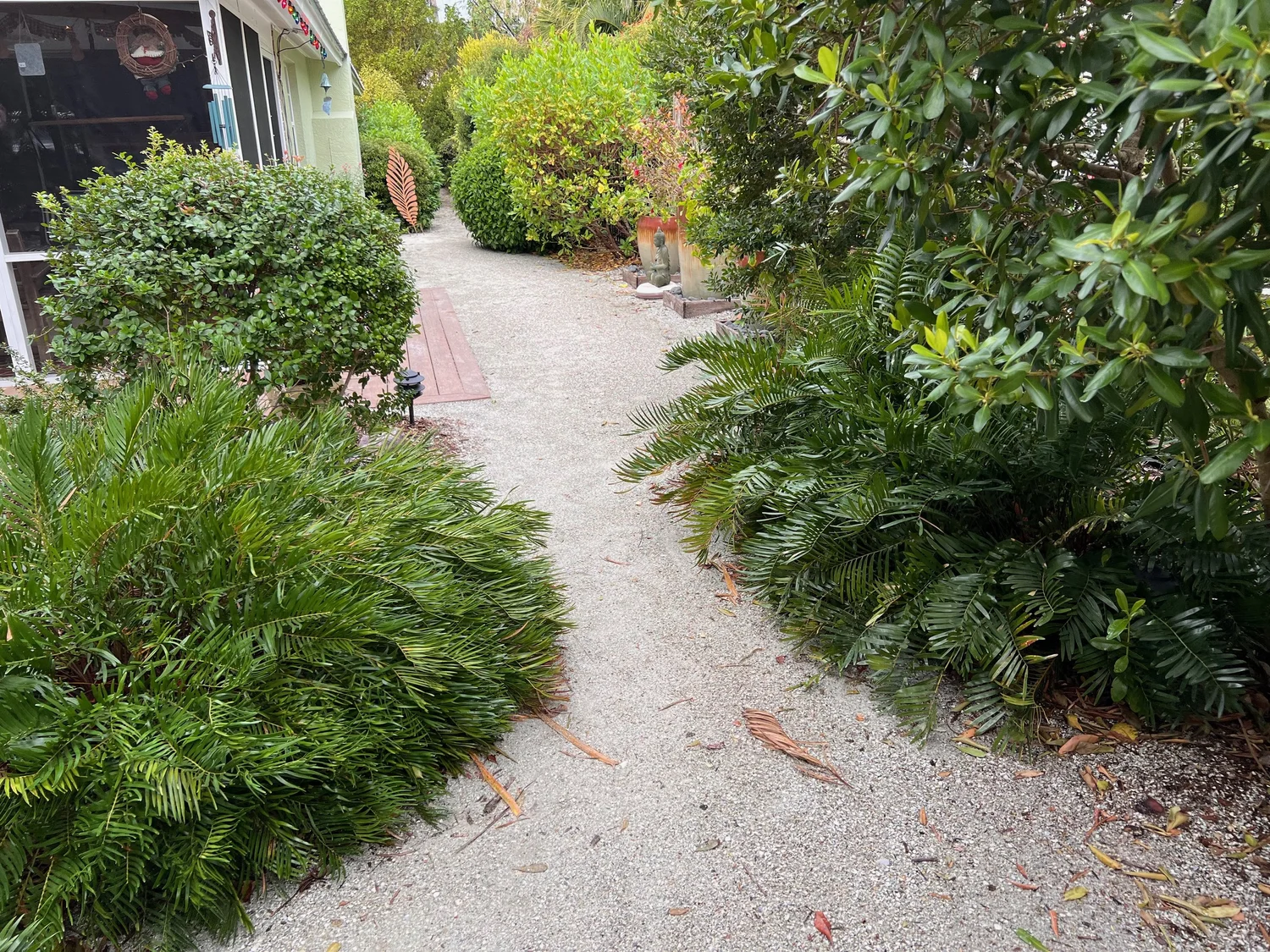 Old-Fashioned Tall Red Penta, Penta lanceolata ‘Ruby Glow’ — Florida ...