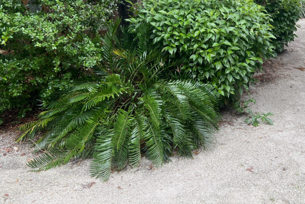 Silver / Blue Saw Palmetto — Florida Native Plants Nursery & Landscaping